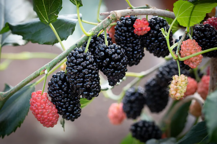 How to grow Pakistan mulberry – Florida Plants Nursery