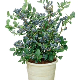 How to Grow Sharpblue Blueberries in Containers: A Step-by-Step Guide ...