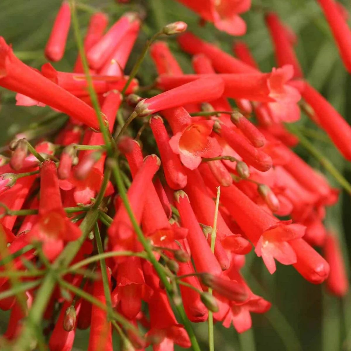 Russelia Red Firecracker Live Plants | Pack of 2 (TWO) | 5-9" Tall | C ...