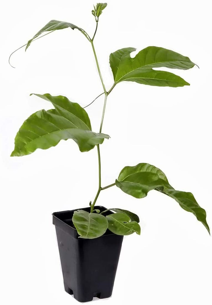 How to grow Giant Granadilla passion fruit trees – Florida Plants Nursery