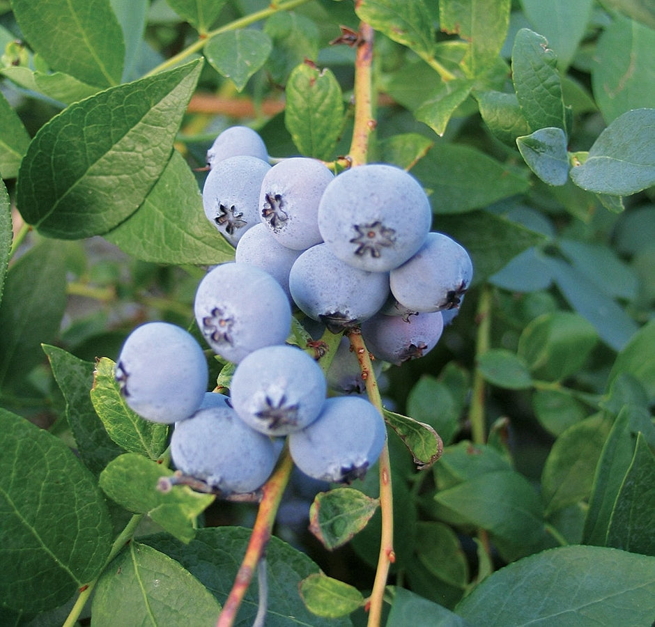 The Fascinating History of Blueberries: From Wild Fruit to Cultivated ...