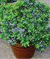 Top Hat Blueberry | Dwarf Blueberry Variety |Florida Plants Nursery