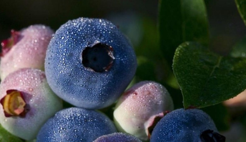 Chandler Blueberry Starter - Large, Sweet and Juicy Berries – Florida ...