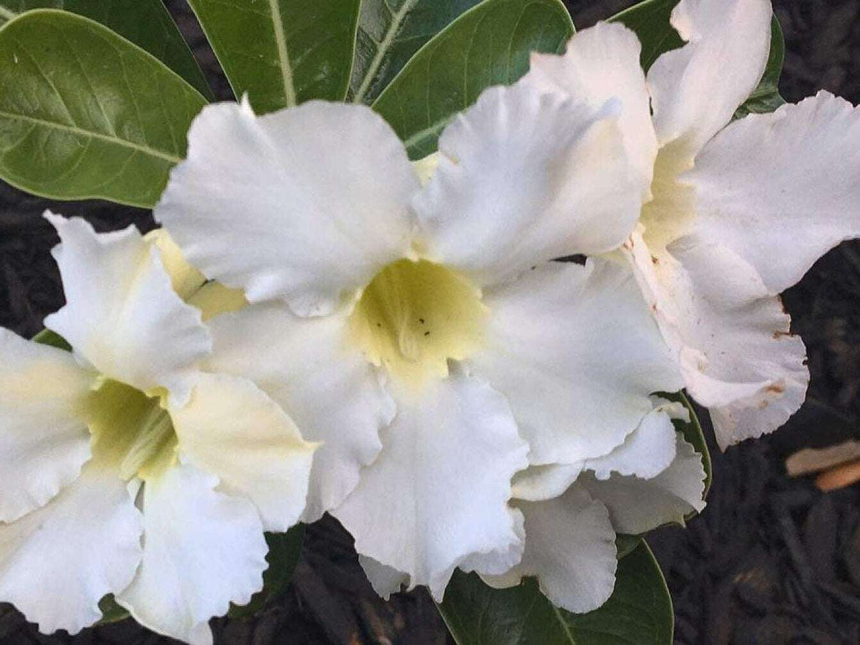 Desert Rose Plant | White Desert Rose | Florida Plants Nursery