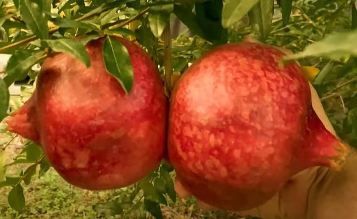 How to grow Parfianka Pomegranate trees – Florida Plants Nursery